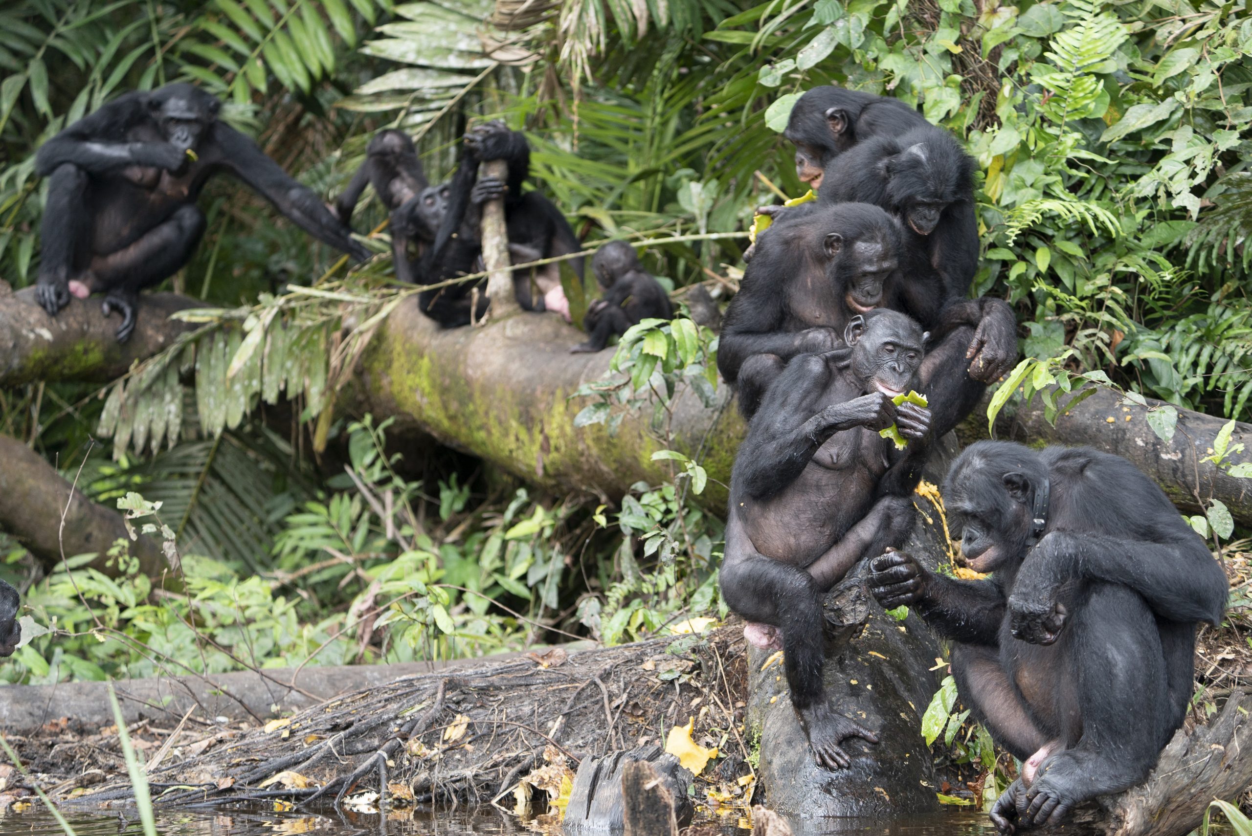 RDC : Des bonobos menacés d'extinction sont retournés à la vie sauvage